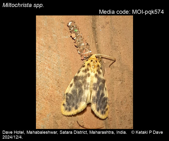 Miltochrista spp. | Moths